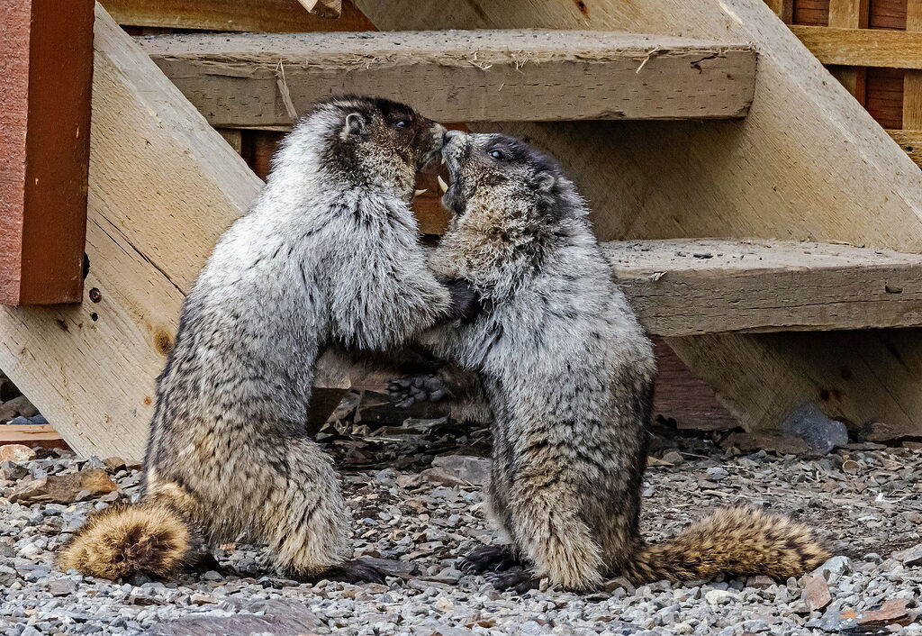Groundhog Pound MMA - Two Images - Wildlife Critiques - Nature ...