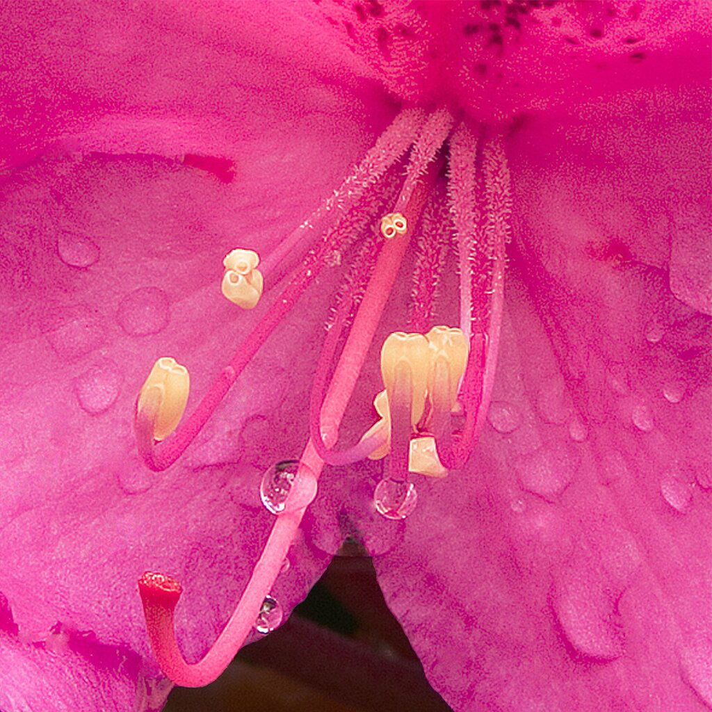 Spring Sprinkle + Rework - Macro/Close-up Critiques - Nature ...