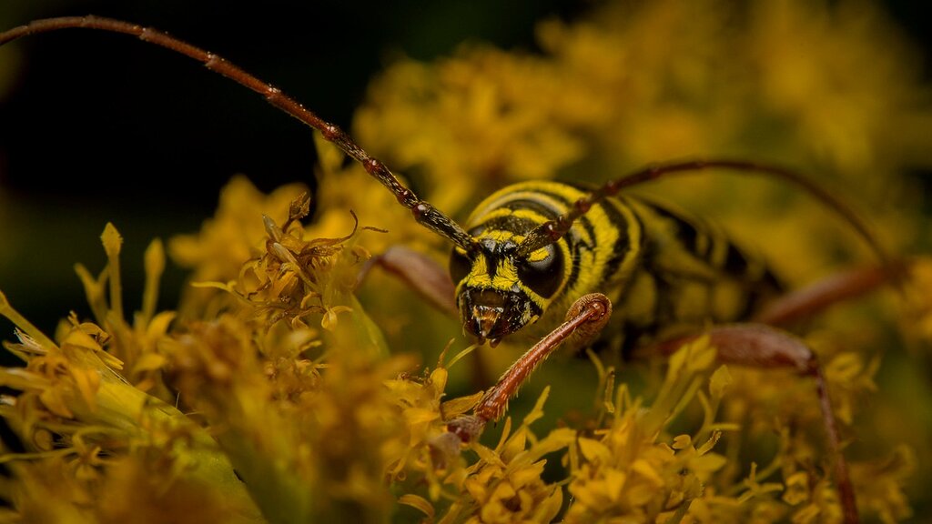Alien Creature (aka Locust Borer) - Macro/Close-up Critiques - Nature ...