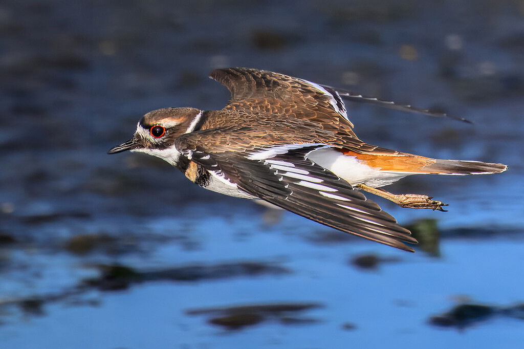 Killdeer in flight - Avian Critiques - Nature Photographers Network