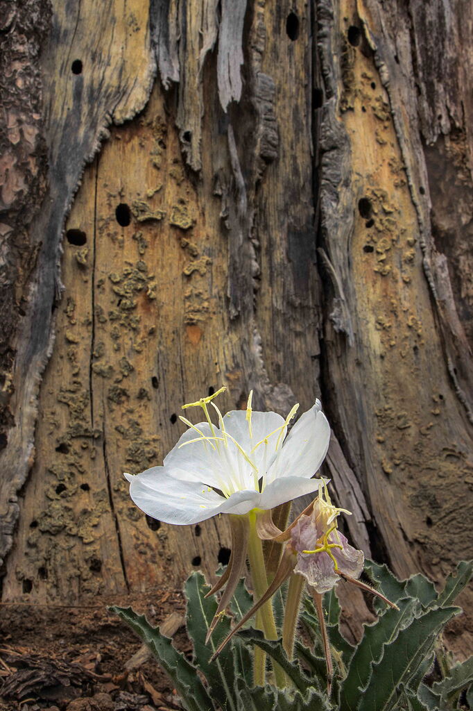 Wildflower - Flora Critiques - Nature Photographers Network