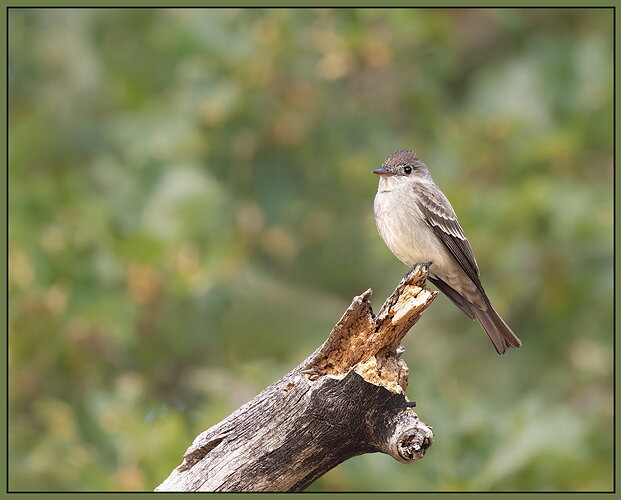 Western Wood-Pewee - Image Critiques - Nature Photographers Network