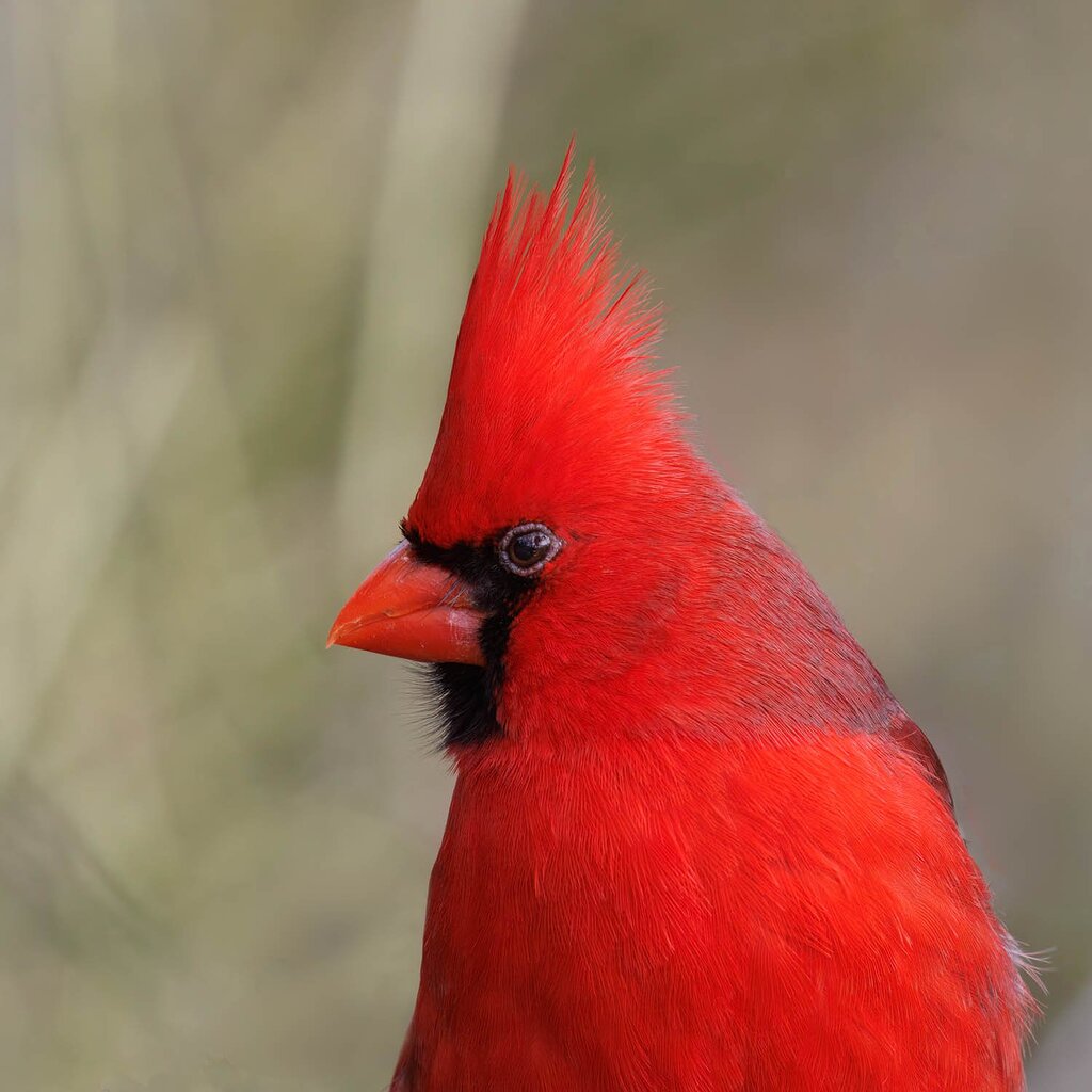Northern Cardinal Portrait - Avian Critiques - Nature Photographers Network