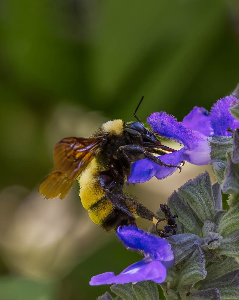 Bumblebee - Macro/Close-up Critiques - Nature Photographers Network