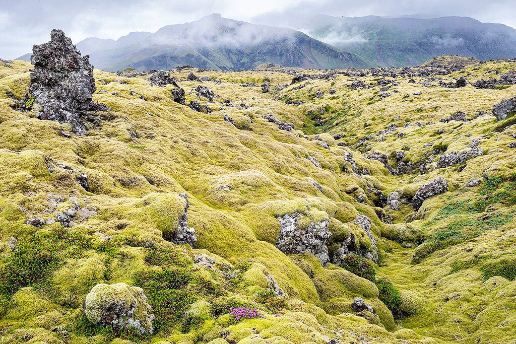Moss and Lichen, Eldhuran Lava Fields, Iceland - Weekly Challenge ...