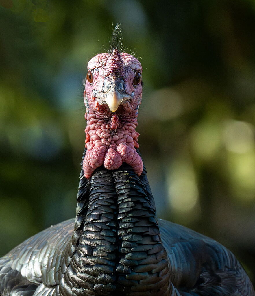 Tom Stare - Avian Critiques - Nature Photographers Network