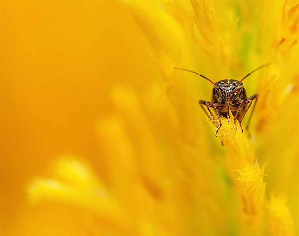 Teeny tiny - Image Critiques - Nature Photographers Network