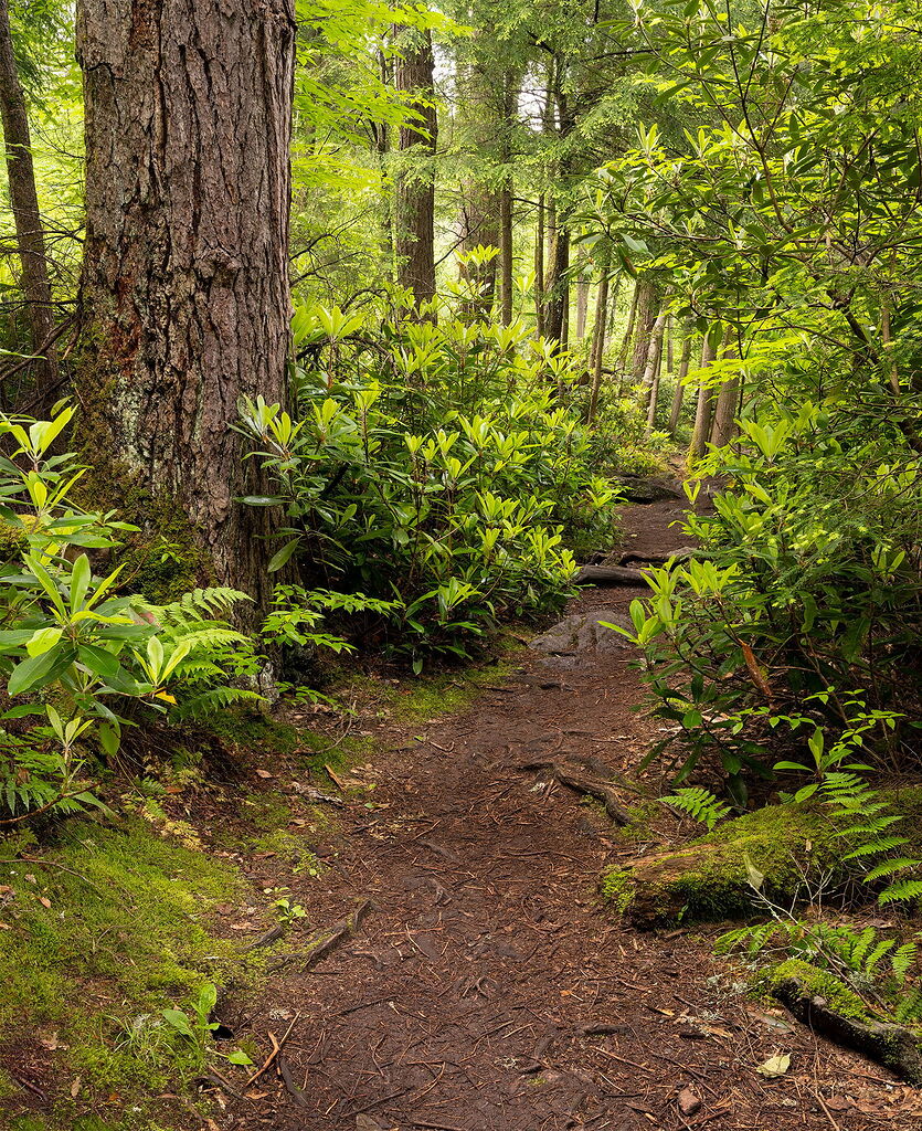 Canyon Trail + rework - Landscape Critiques - Nature Photographers Network