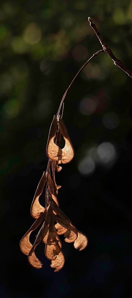 Box Elder Seed Pods - Flora Critiques - Nature Photographers Network
