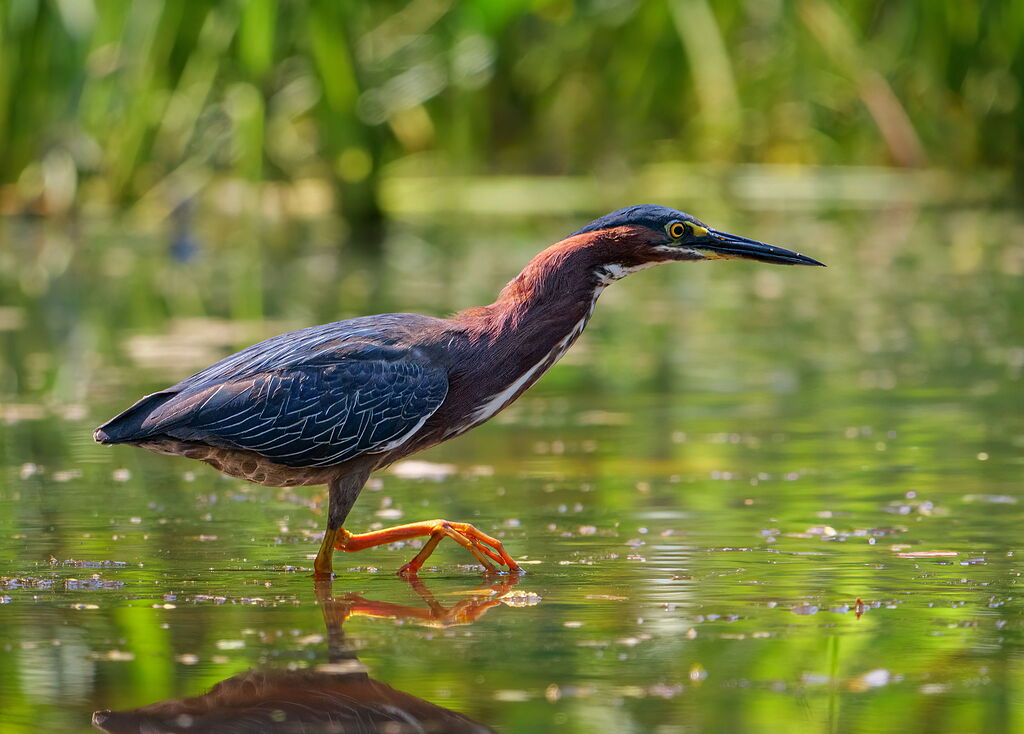Finally! A Green Heron (+1 re-work) - Avian Critiques - Nature ...