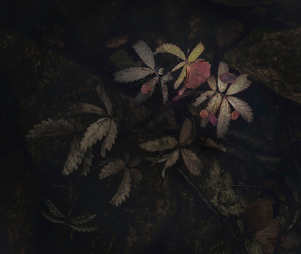 Out of the darkness + rework - Landscape Critiques - Nature ...