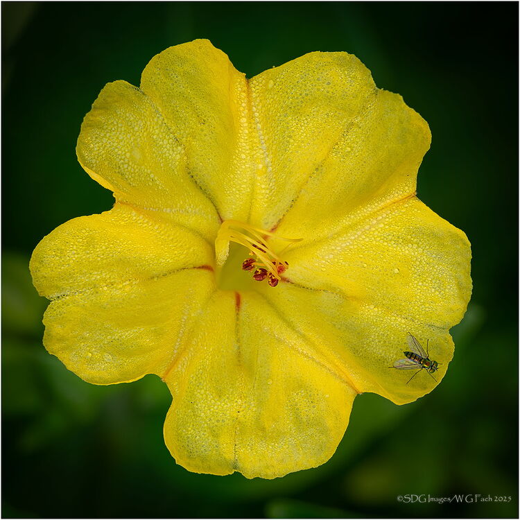 4 O'Clock - Macro/Close-up Critiques - Nature Photographers Network