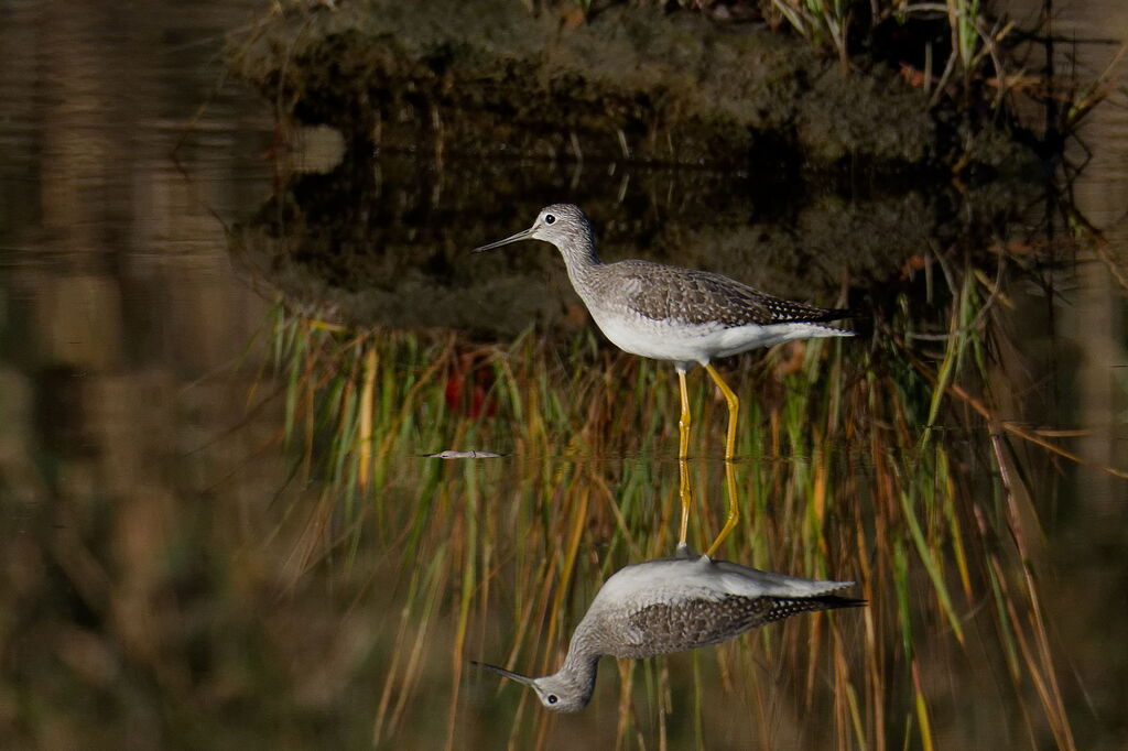 Work in the shadows. - Image Critiques - Nature Photographers Network