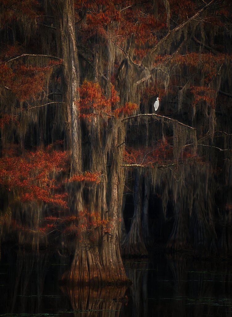 Texas 34 - Image Critiques - Nature Photographers Network