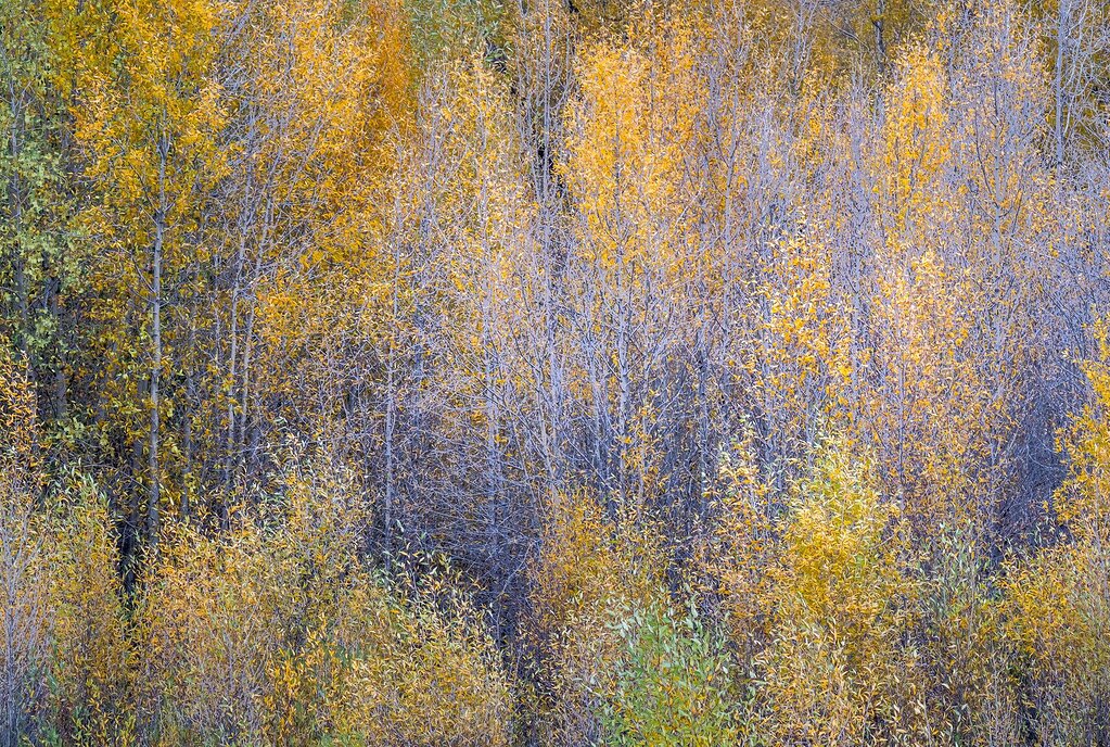 Organized Chaos - Abstract Nature Critiques - Nature Photographers Network