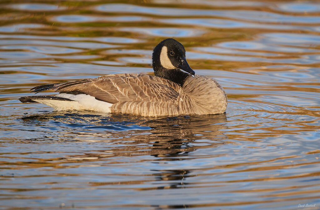 Relaxing on the Water - Avian Critiques - Nature Photographers Network