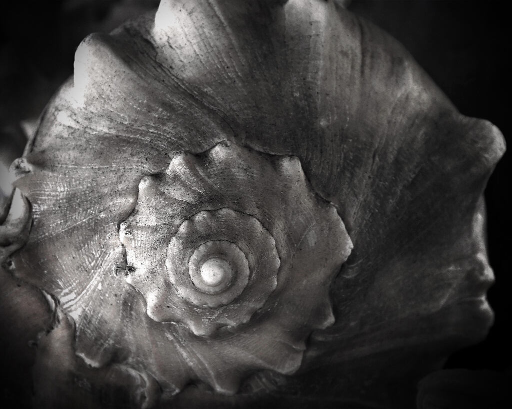 The Shell - Macro/Close-up Critiques - Nature Photographers Network