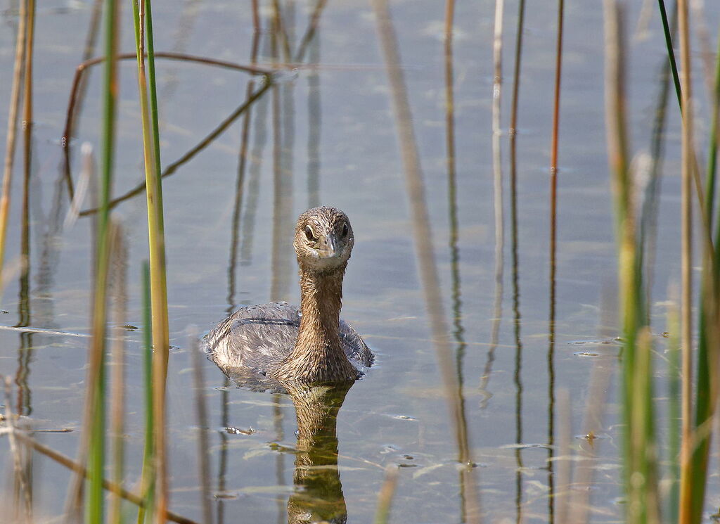Hiding in the reeds. - Avian Critiques - Nature Photographers Network