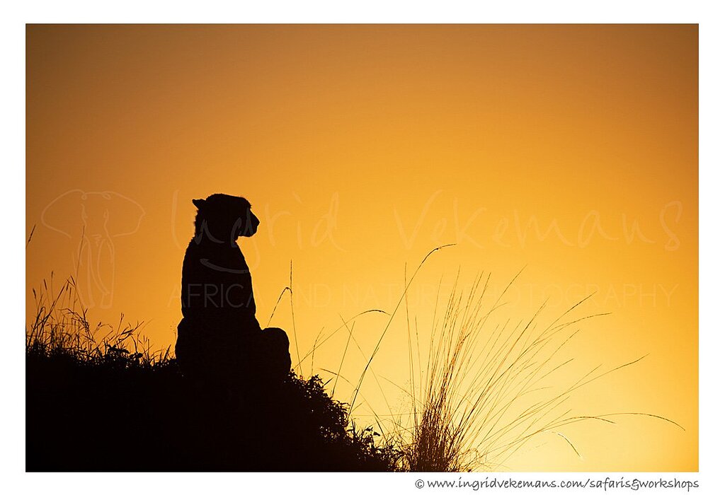 Cheetah Sunrise - Image Critiques - Nature Photographers Network