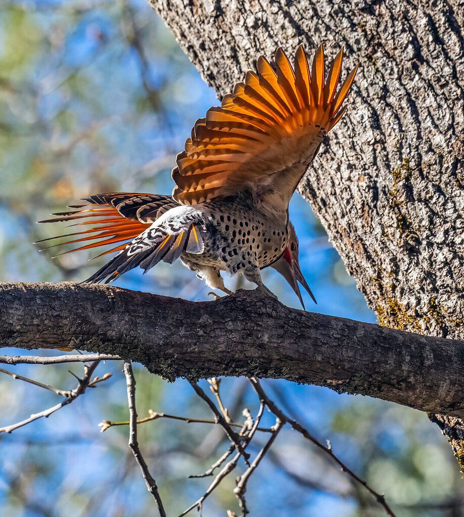Flicker Flapping - Avian Critiques - Nature Photographers Network