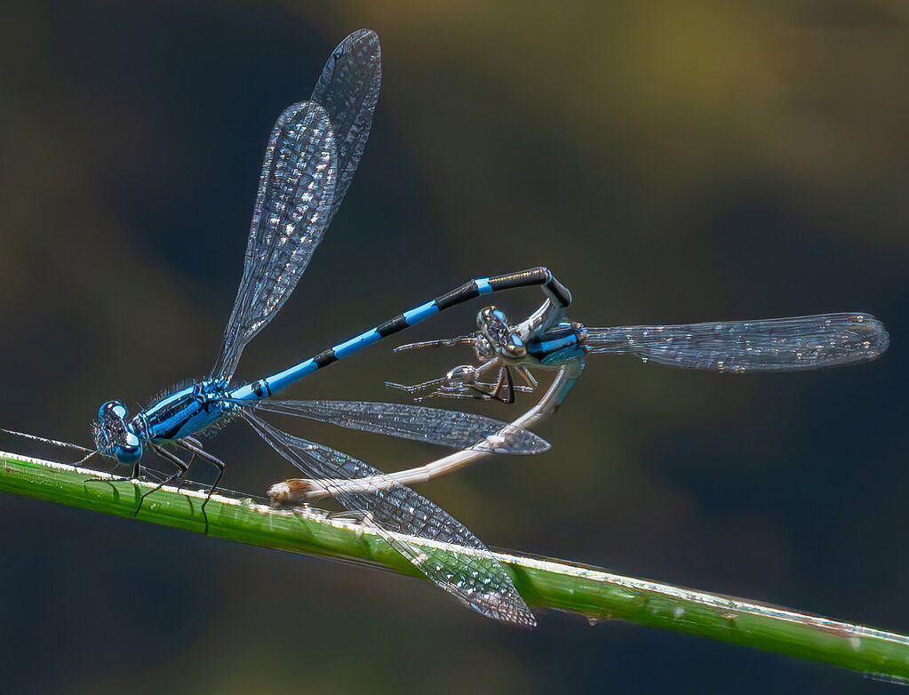 common blue damsel flies life cycle shot - Macro/Close-up Critiques ...