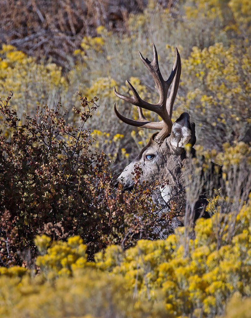 The Old Blind Buck - Edited - Weekly Challenge - Nature Photographers ...