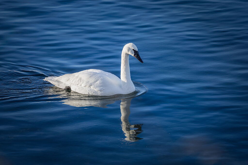 Graceful as a Swan - Avian Critiques - Nature Photographers Network