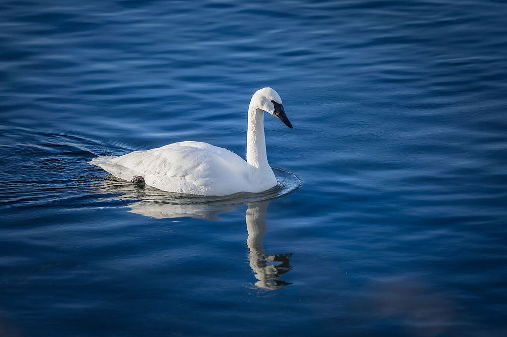 Graceful as a Swan - Avian Critiques - Nature Photographers Network