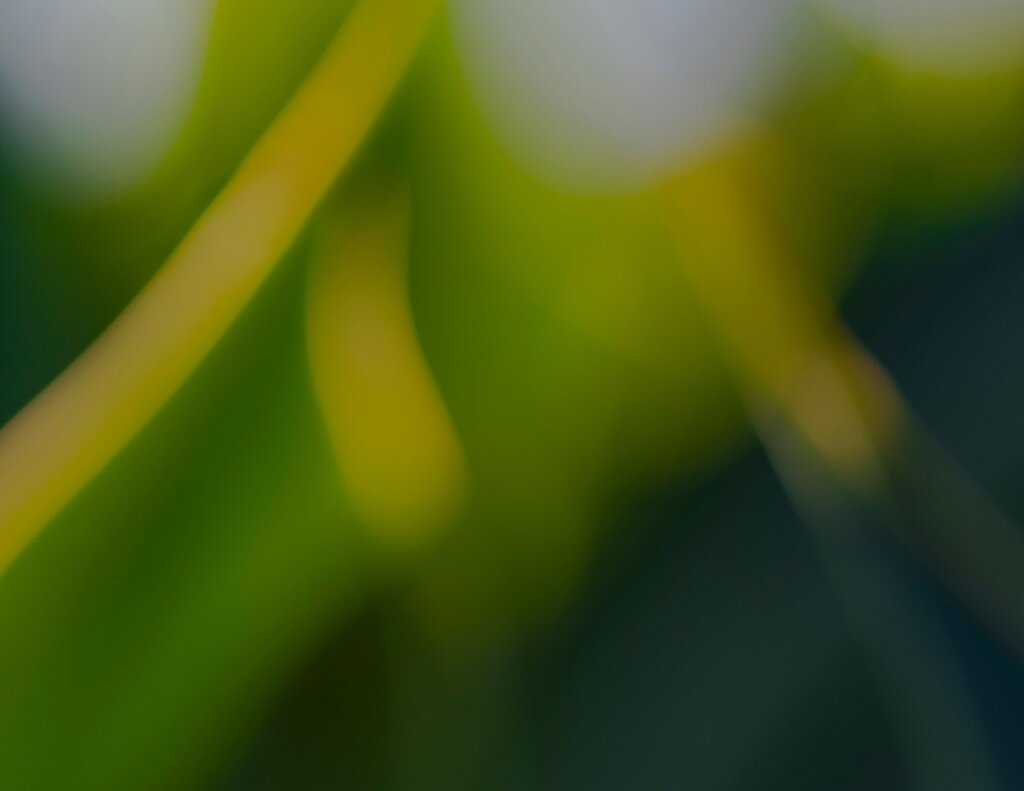 Flicker - Image Critiques - Nature Photographers Network