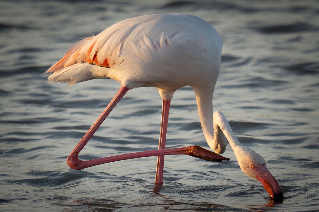 Grace in the Shallows - Avian Critiques - Nature Photographers Network