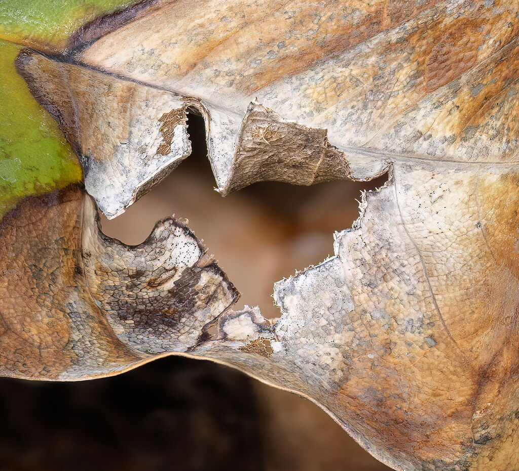 The leaf again + RP - Macro/Close-up Critiques - Nature Photographers ...