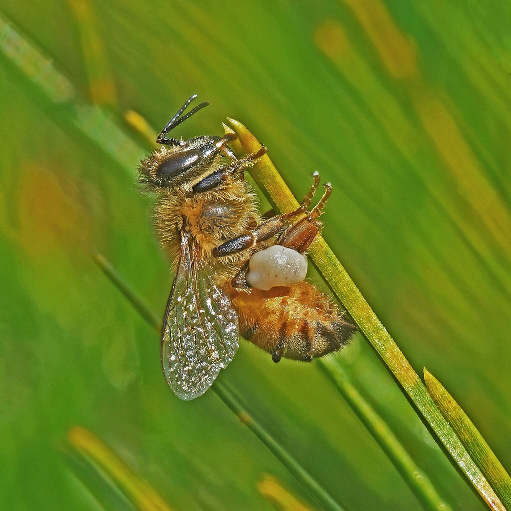 Sleeping Bee - Macro/Close-up Critiques - Nature Photographers Network