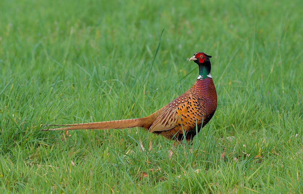 Common pheasant - Avian Critiques - Nature Photographers Network