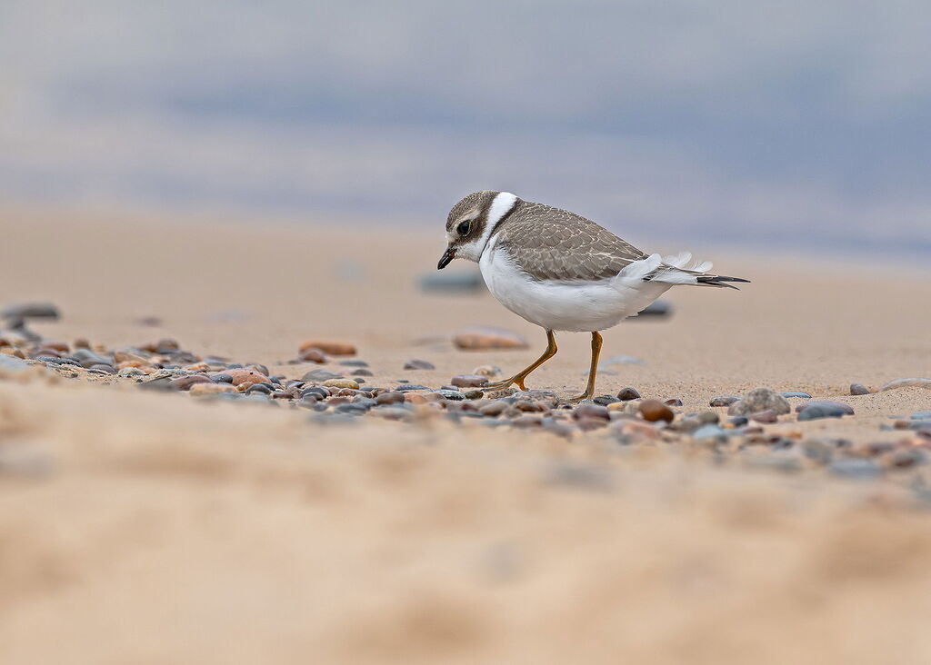 Semipalmated Plover - Image Critiques - Nature Photographers Network