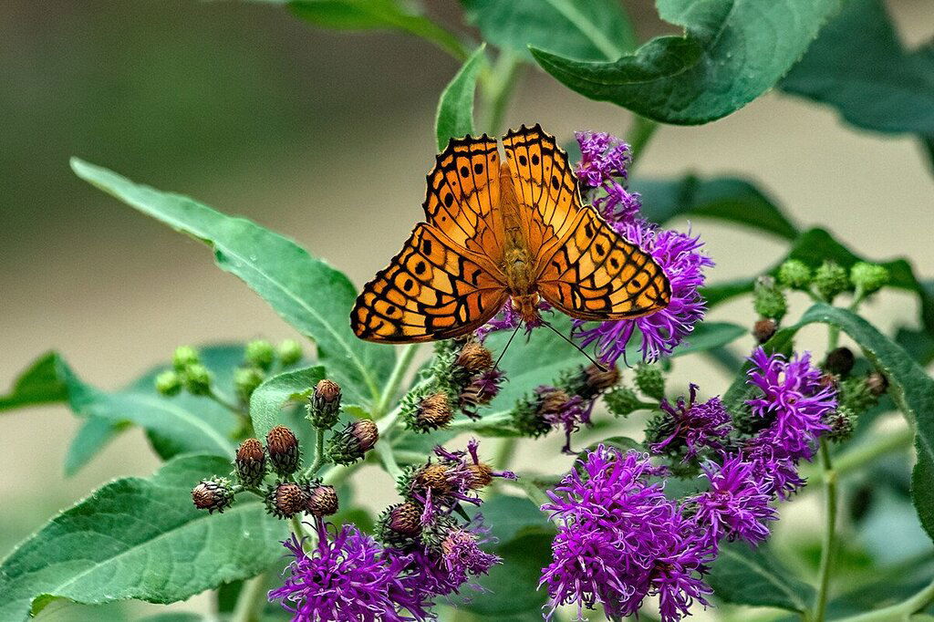 Variegated Fritillary - Another View - Macro/Close-up Critiques ...