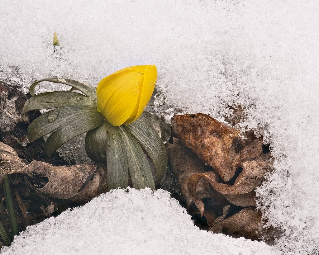 Spring versus Winter (Winter Aconite) - Image Critiques - Nature ...