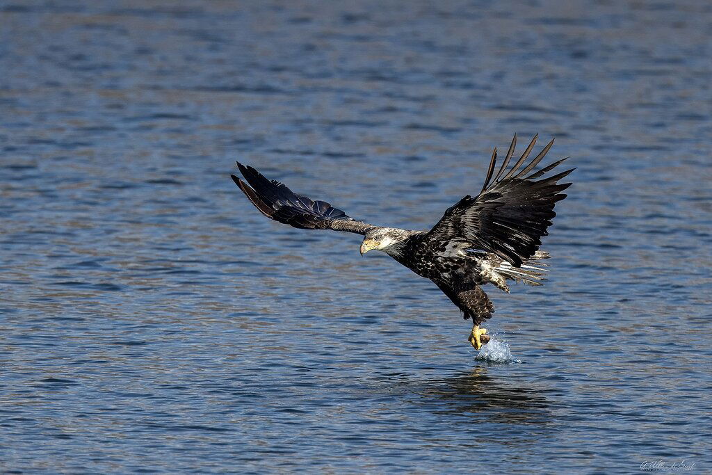 Peg Legged Bald Eagle - Weekly Challenge - Nature Photographers Network