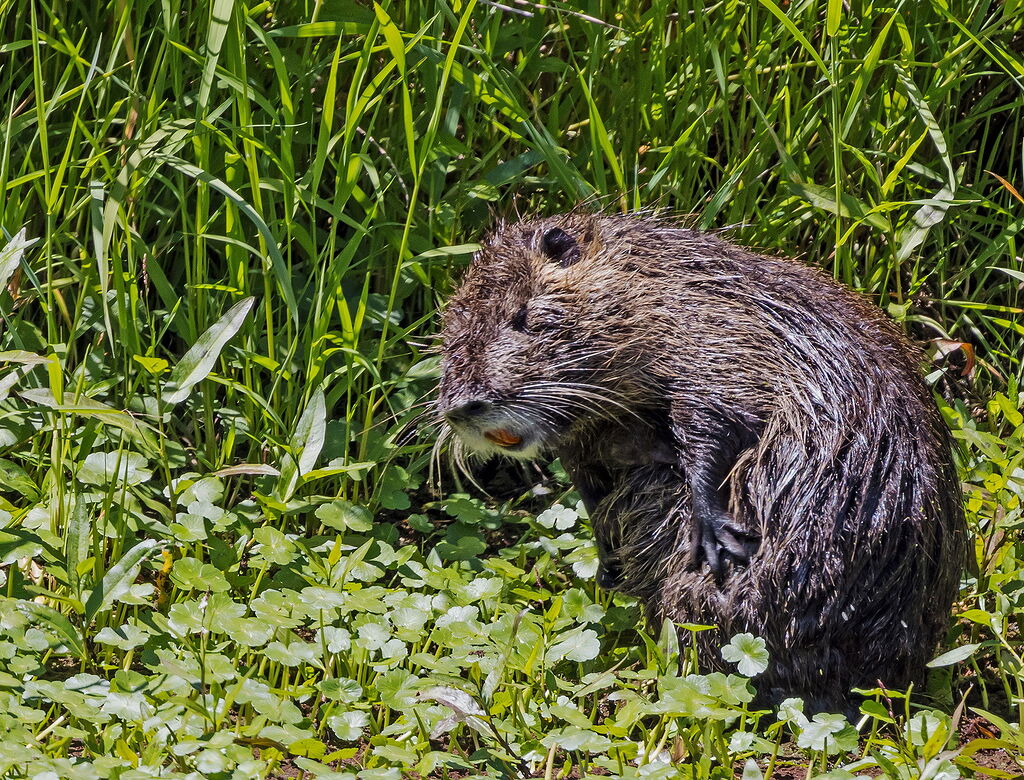 Grooming Nutria - Recropped - Wildlife Critiques - Nature Photographers ...