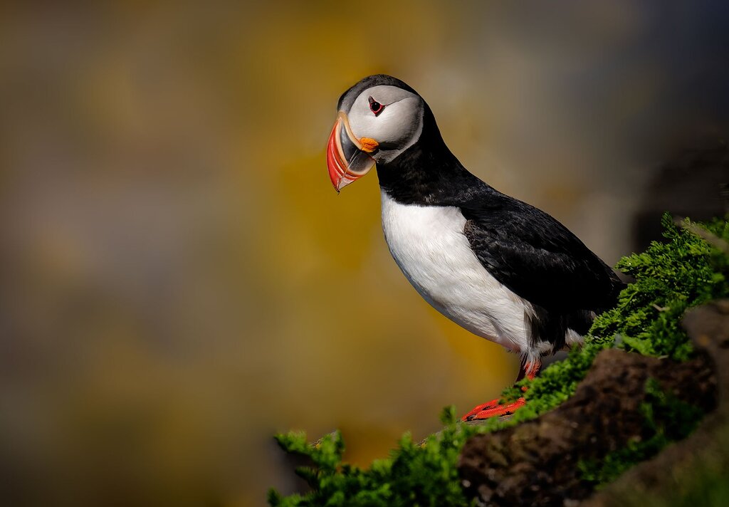 Atlantic Puffin Western Iceland - Avian Critiques - Nature ...