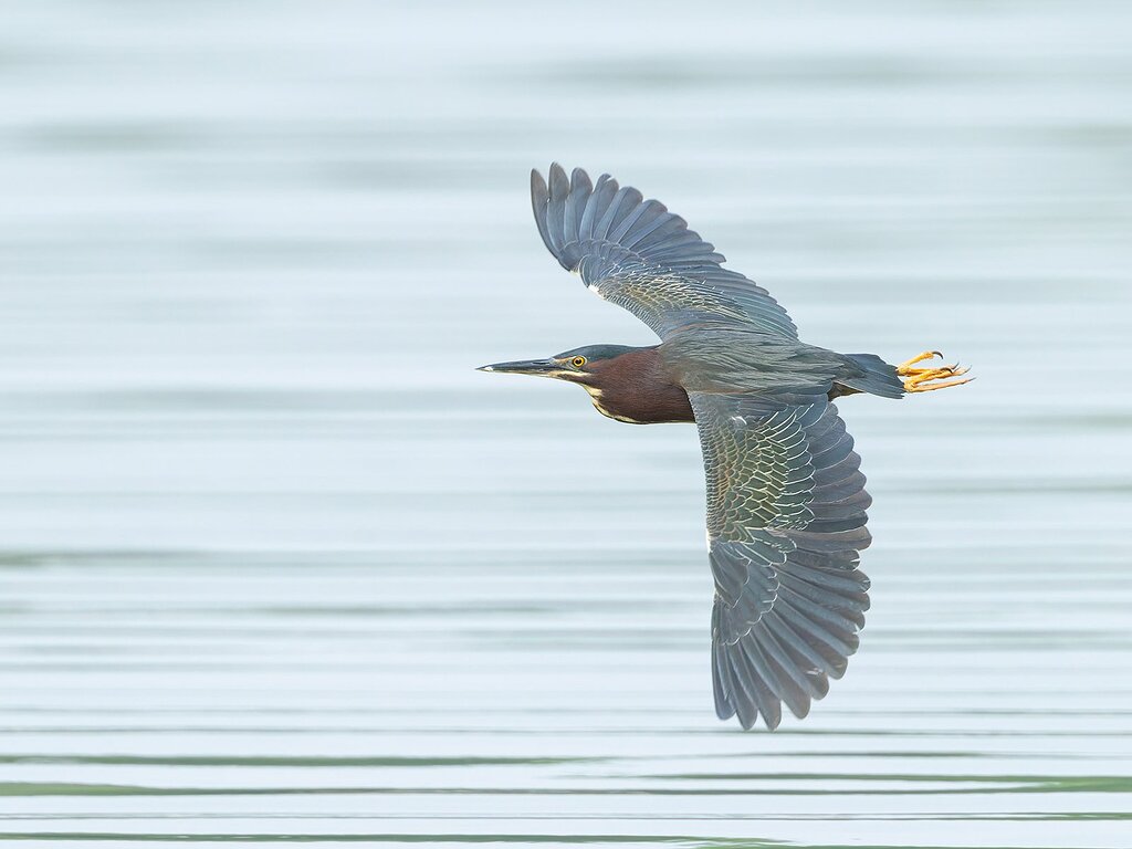 Green Heron - Avian Critiques - Nature Photographers Network