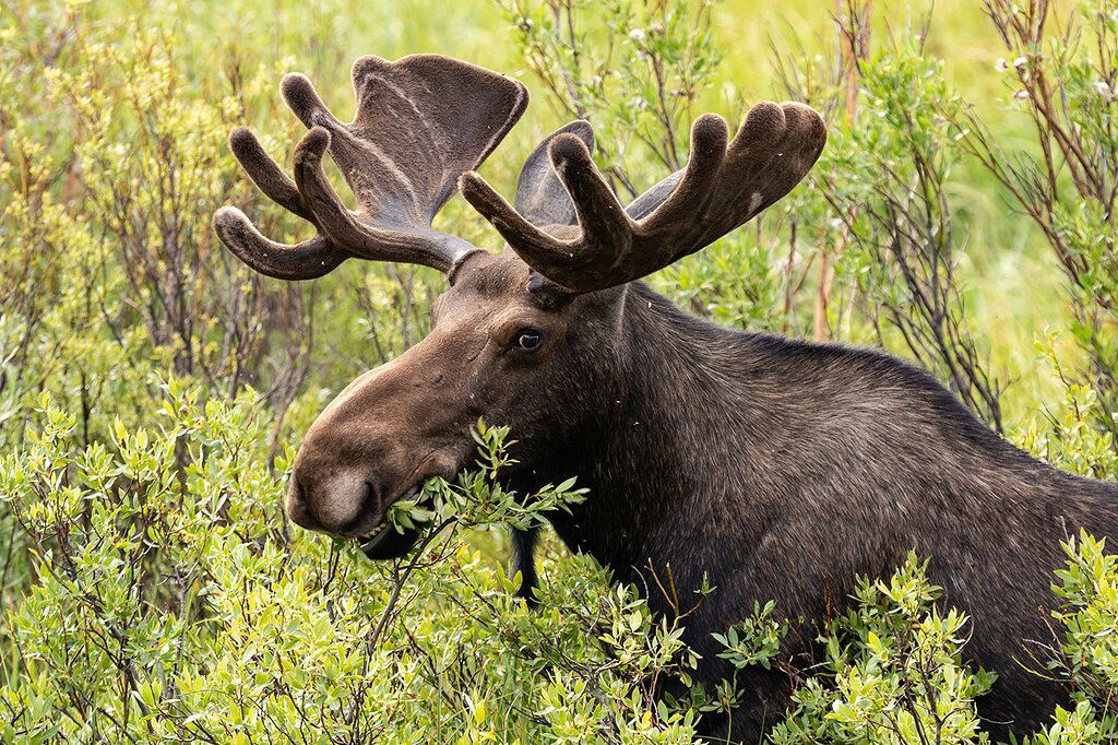 Cheeky Moose - Weekly Challenge - Nature Photographers Network