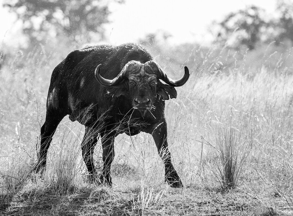 The Mad African Buffalo - Wildlife Critiques - Nature Photographers Network