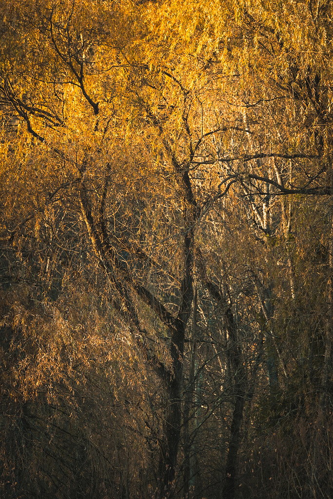 Autumn Willow Tree - Landscape Critiques - Nature Photographers Network