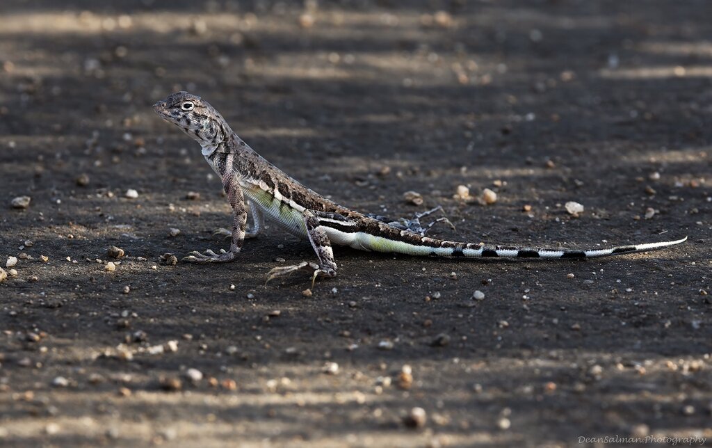 Zebra Tailed Lizard taking a walk at Saguaro National Park - Image ...