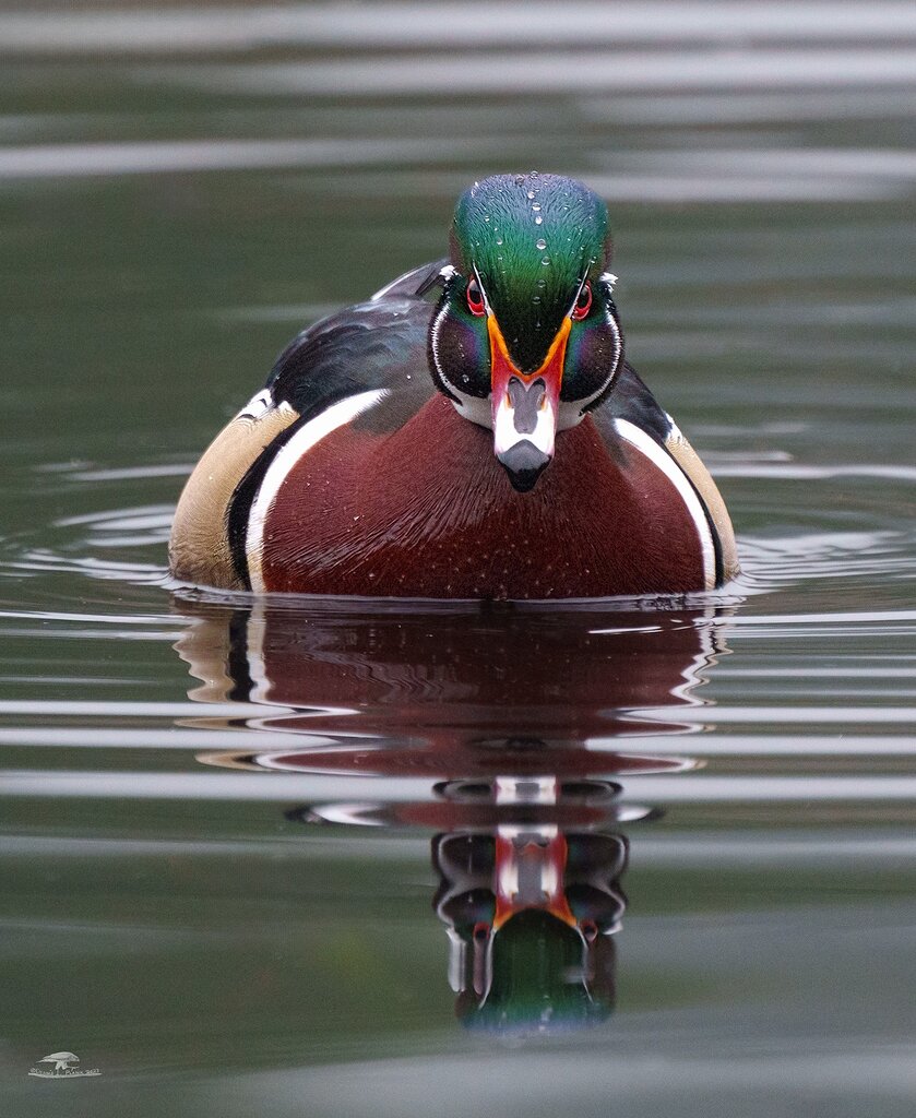 Wood Duck Stare - Avian Critiques - Nature Photographers Network