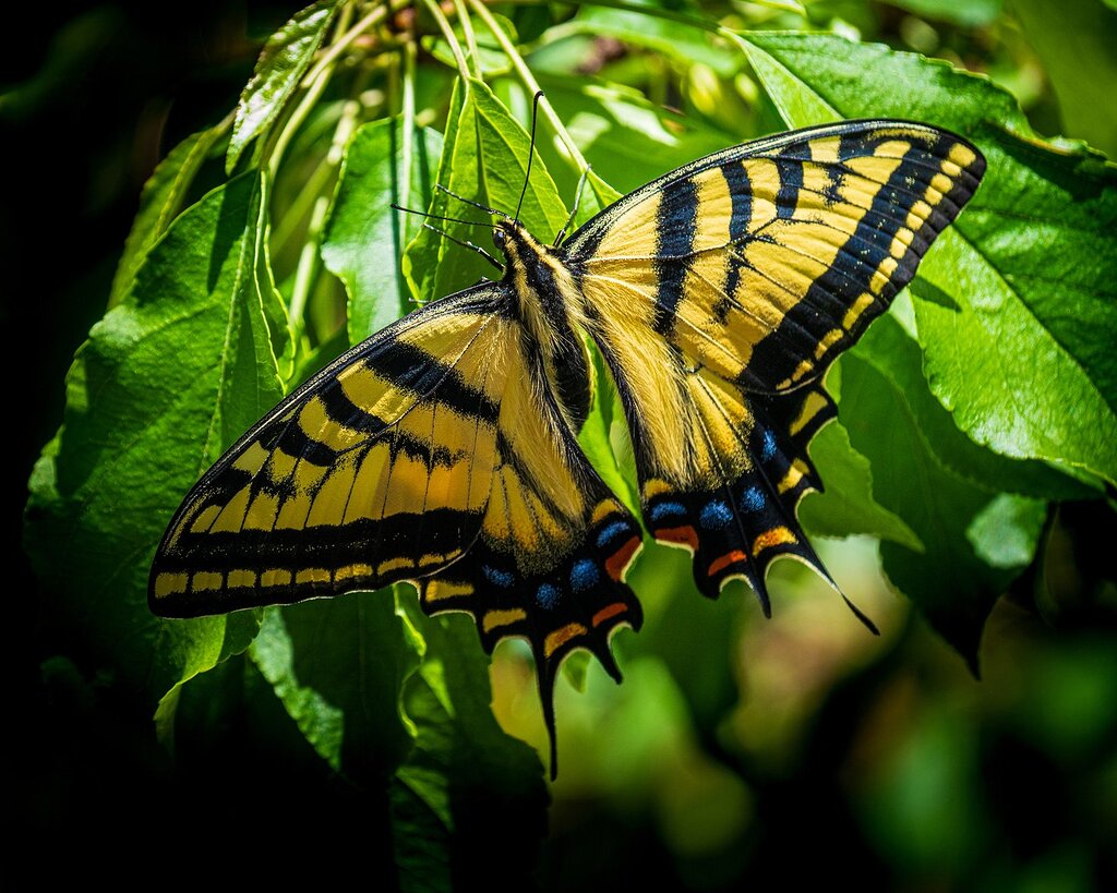 Big Monarch - Image Critiques - Nature Photographers Network