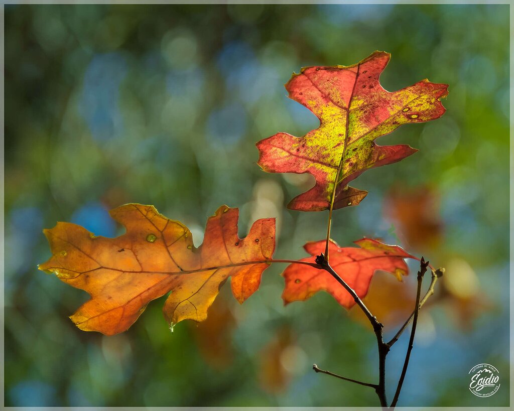Late to the party (+ Rework) - Weekly Challenge - Nature Photographers ...