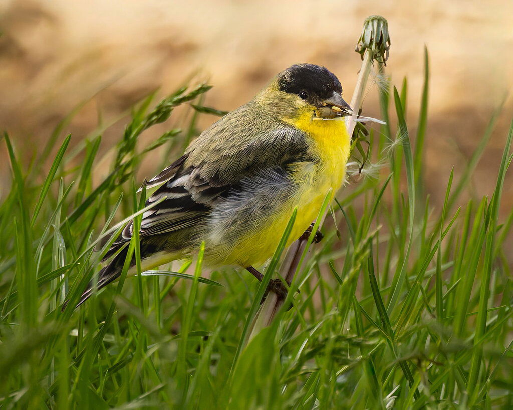 Lesser Goldfinch - Avian Critiques - Nature Photographers Network