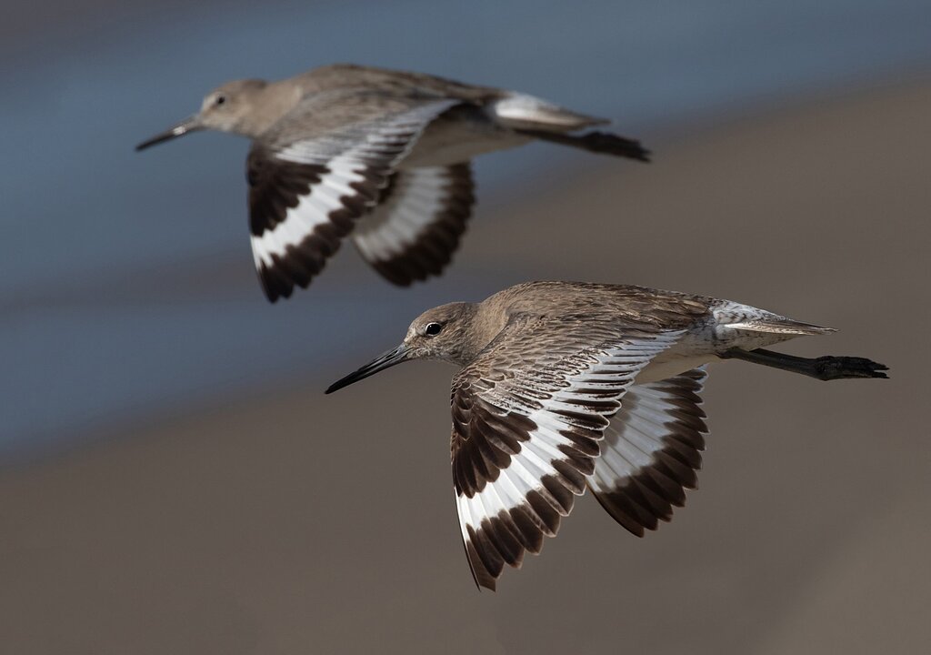 Flying Willets - Image Critiques - Nature Photographers Network
