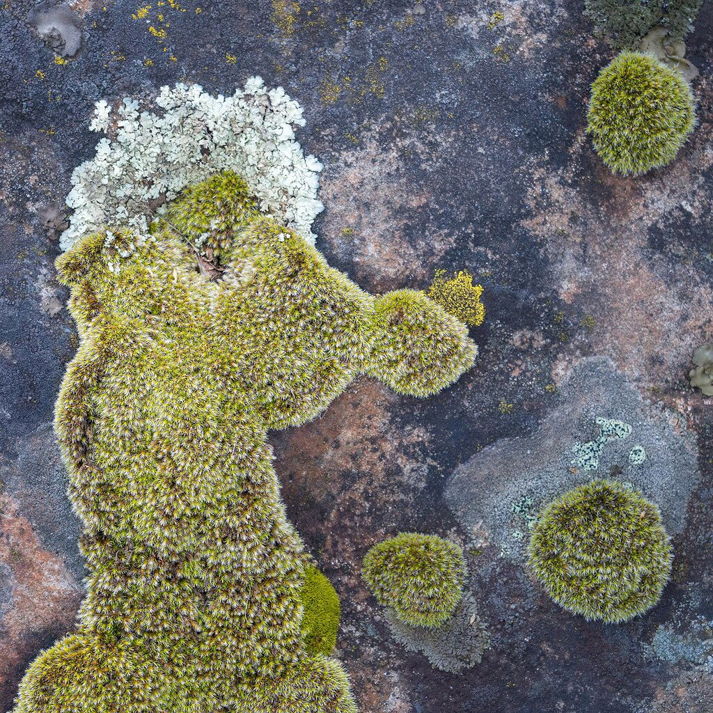 Mossy Duck - Weekly Challenge - Nature Photographers Network